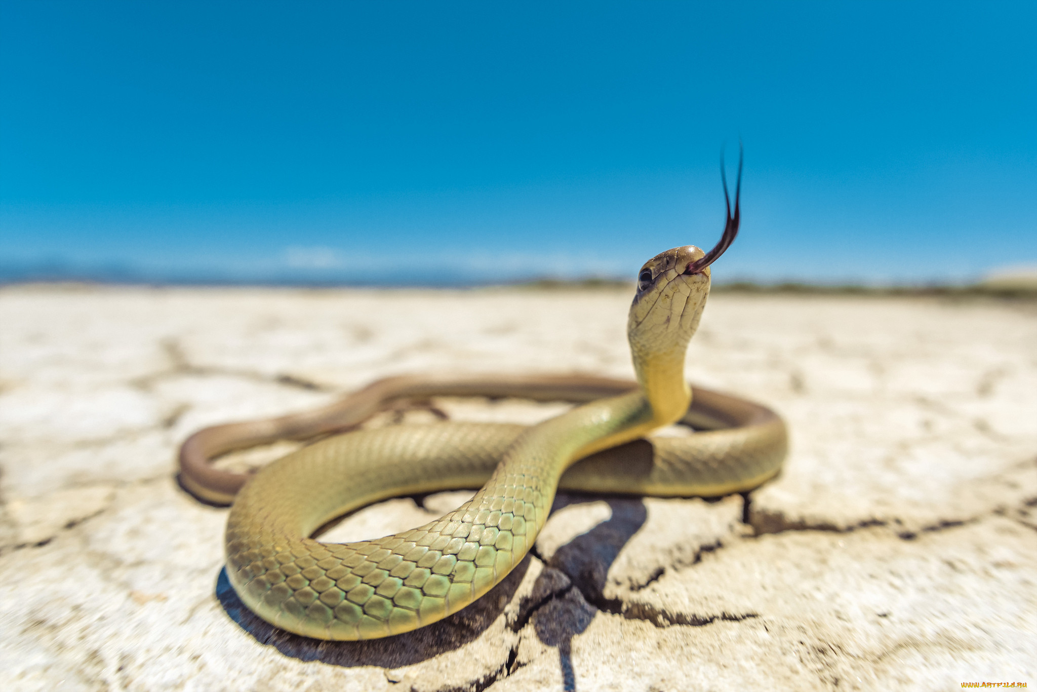 Красивые новогодние обои 2025 со Змеями: скачать